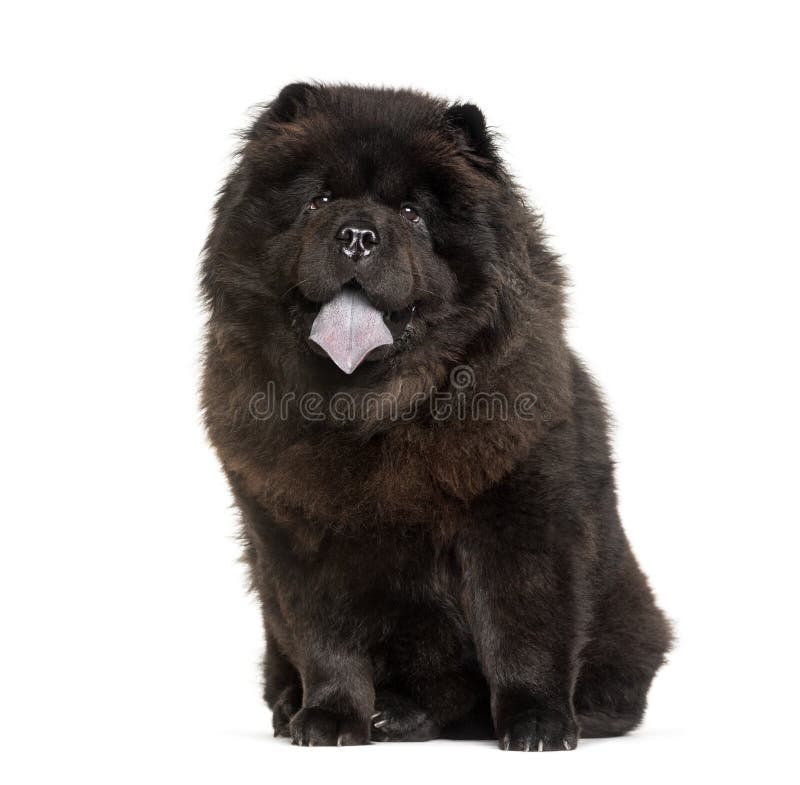 Chow dog with tongue out stock photo. Image of studio - 13044302