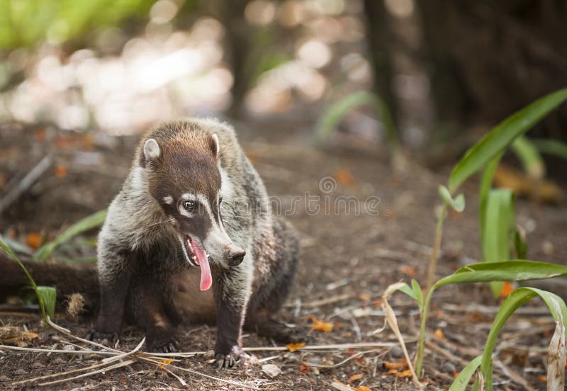 Costa Rican Coati stock photo. Image of mammal, white - 13786146