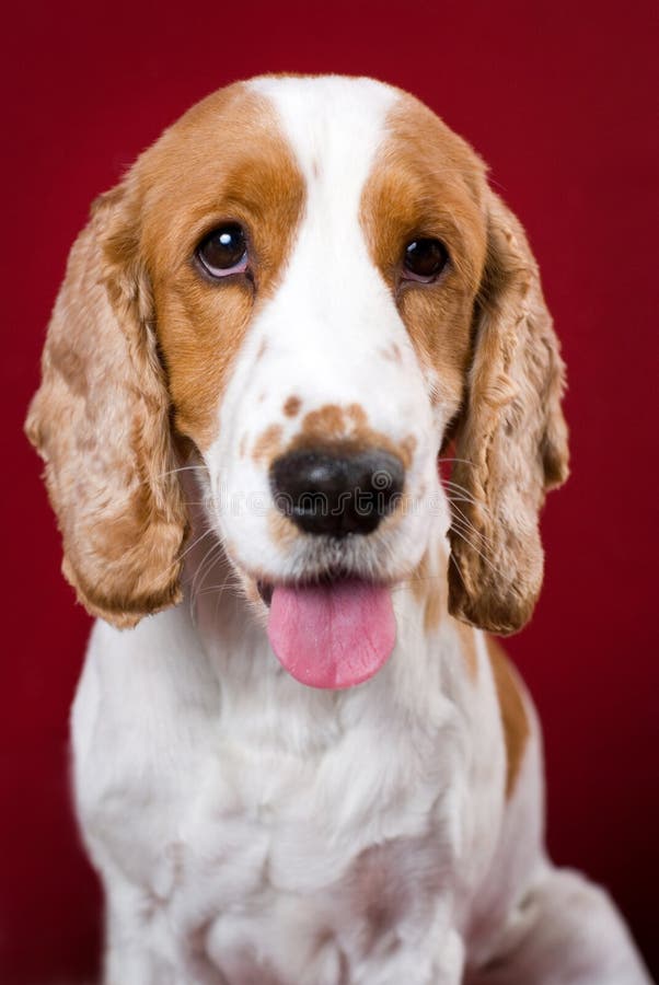 Panting Cocker Spaniel. stock photo. Image of eyes, laugh - 2822982