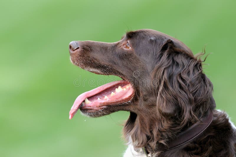 Dog Panting stock photo. Image of exhausted, breath, hound - 24551884