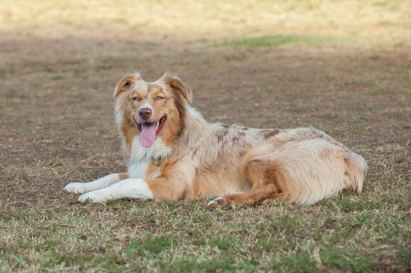 Panting Dog Taking a Break at Park Stock Image - Image of excited ...