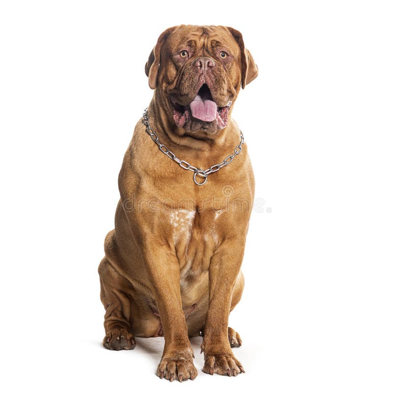 Panting Dogue De Bordeaux Wearing a Dog Collar, Isolated on White Stock ...