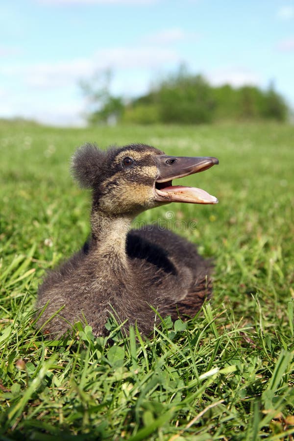 Rouen Duckling Stock Photos - Free & Royalty-Free Stock Photos from ...