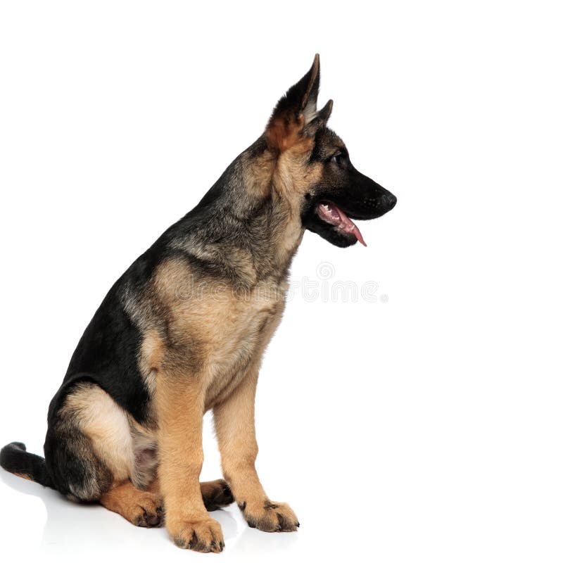 Panting German Shepard Looks To Side while Sitting Stock Image - Image ...
