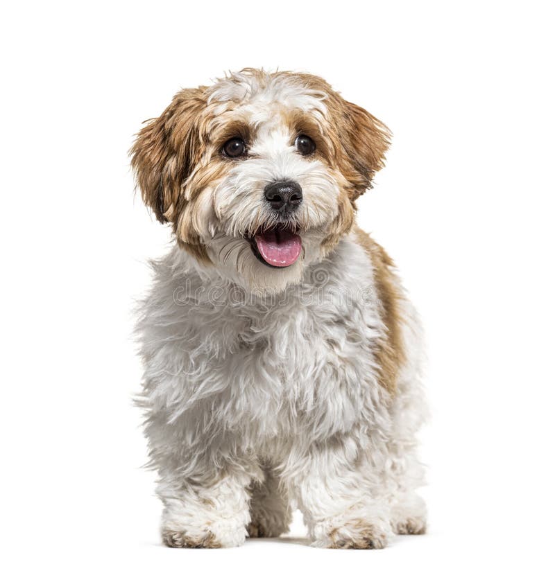Havanese Poodle Mix Full Grown