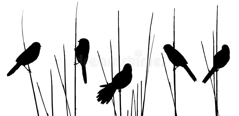 Panurus biarmicus reedling ilustração do vetor. Ilustração de ...