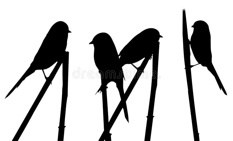 Panurus biarmicus reedling ilustração do vetor. Ilustração de nave ...