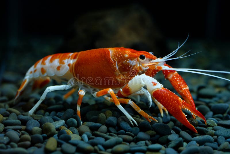 Panzerkrebse Procambarus-clarkii Geist Im Aquarium Stockfoto - Bild von ...