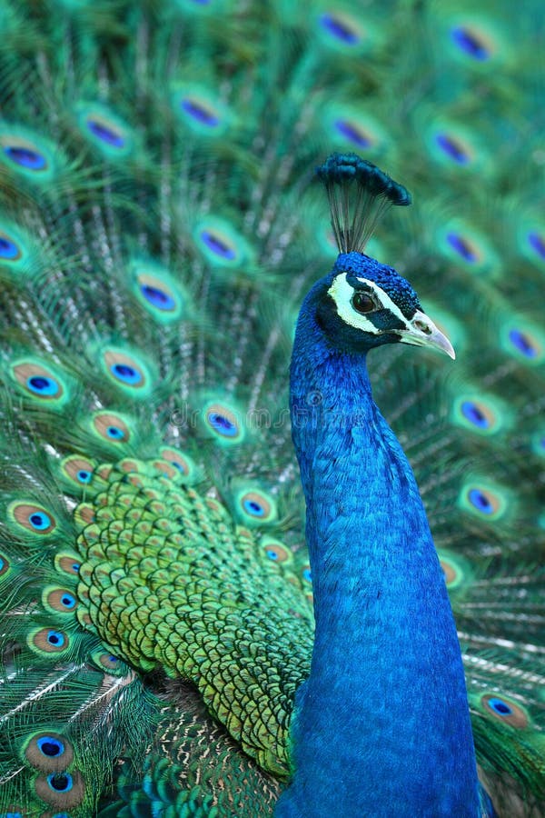 Paon photo stock. Image du avien, hautain, vert, attention - 4717716