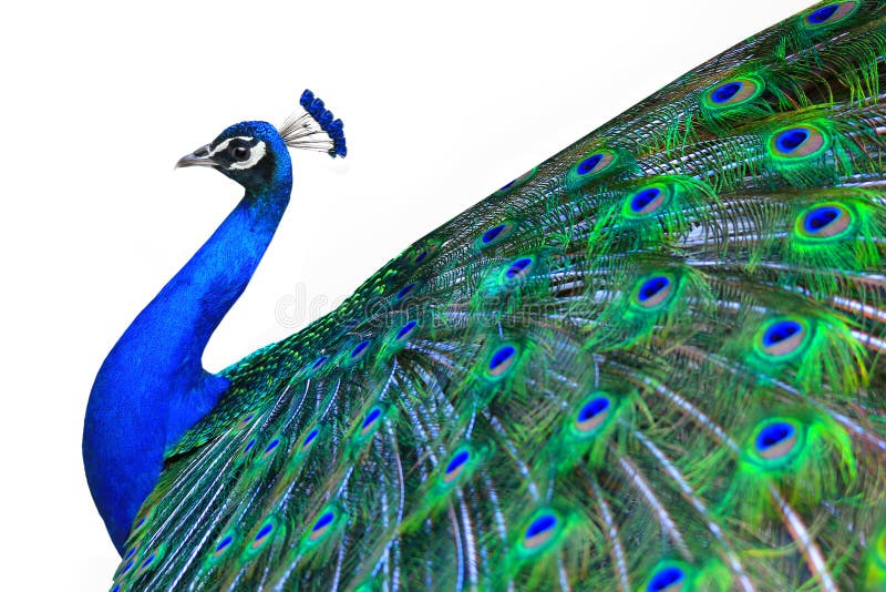 Paon bleu image stock. Image du vert, lumineux, oiseau - 42102853