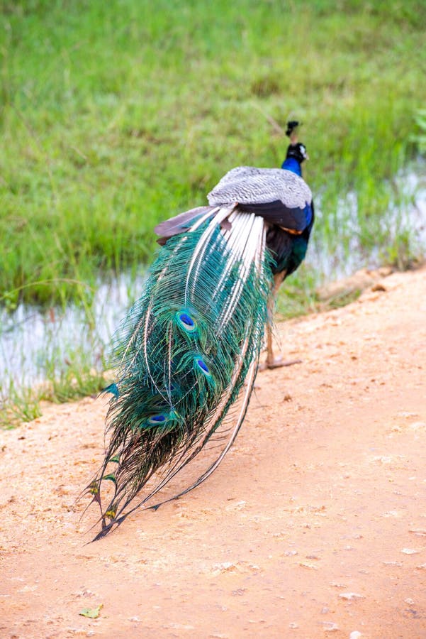 Paon Dans Sri Lanka Photos Stock - Téléchargez 216 Photos libres de droits