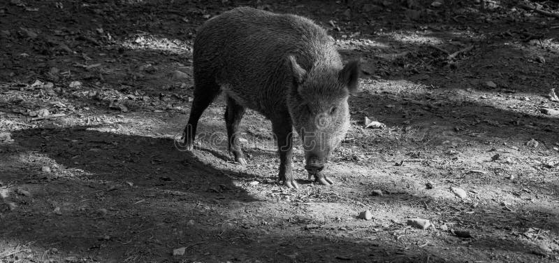 Black and White Picture of a Ferocious Wild Boar Stock Image - Image of ...