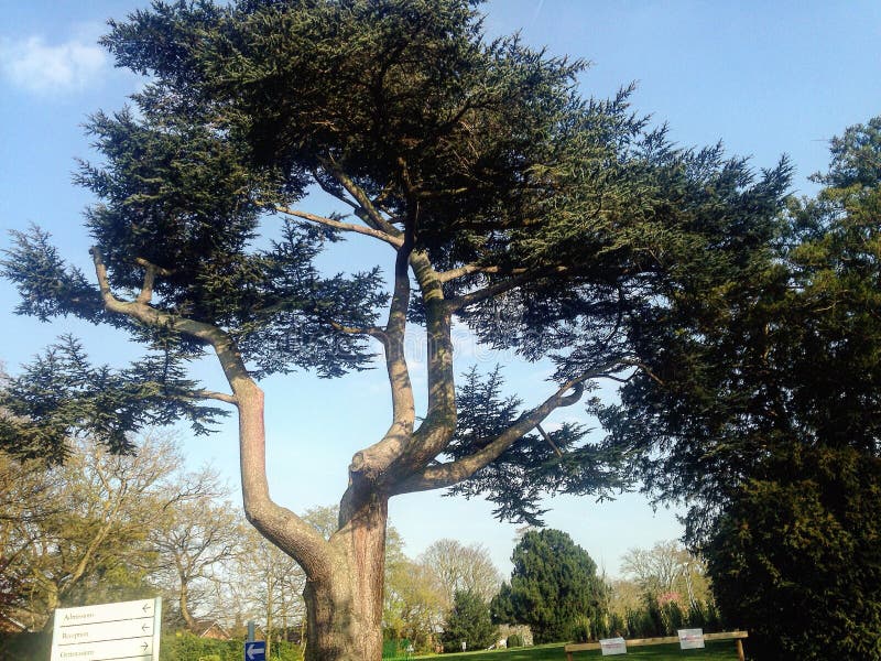 Papa tree stock photo. Image of work, welcome, papa, amazing - 90070014