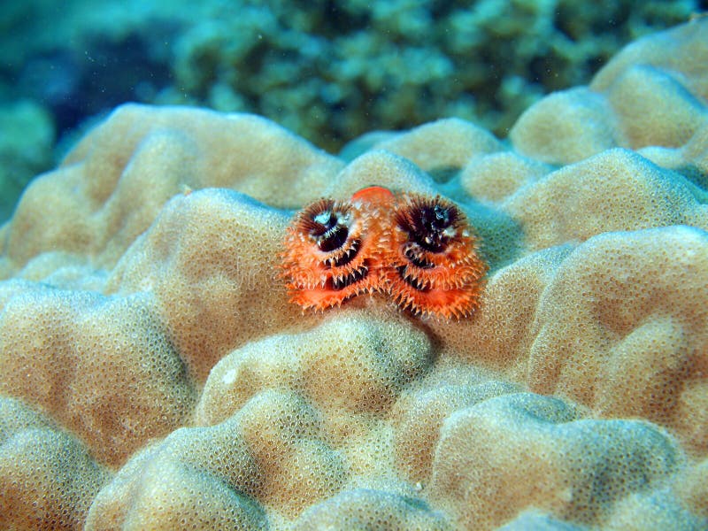 Papadas De Los Gusanos De Mar Foto de archivo - Imagen de océano, cubo ...