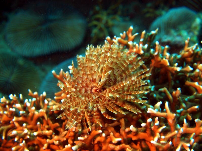 Papadas De Los Gusanos De Mar Foto de archivo - Imagen de océano, cubo ...