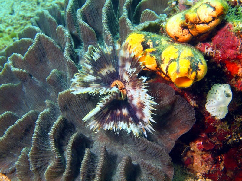 Papadas del gusano de mar foto de archivo. Imagen de mundo - 30742908