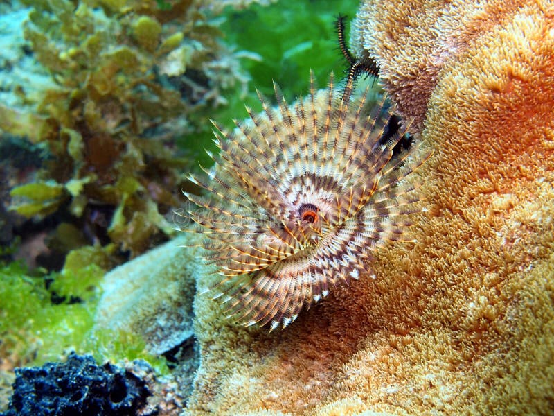 Papadas del gusano de mar imagen de archivo. Imagen de berberecho ...