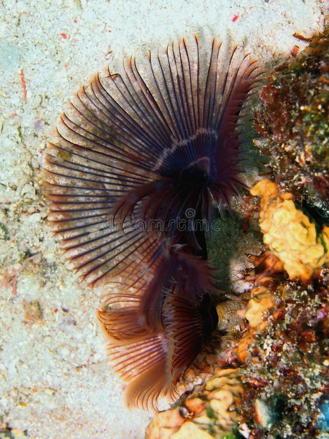 Papadas del gusano de mar imagen de archivo. Imagen de océano - 35910785