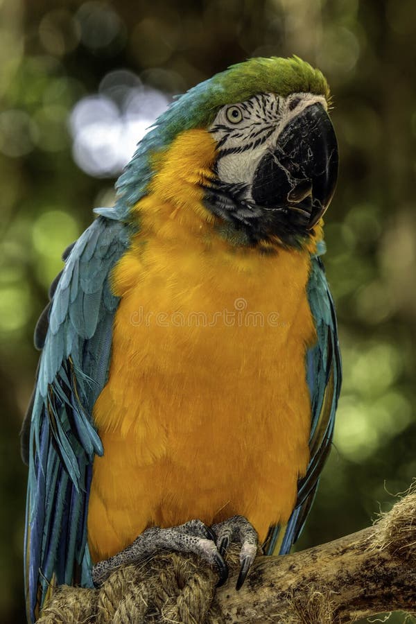 Papagaio da arara imagem de stock. Imagem de escuro - 103557693