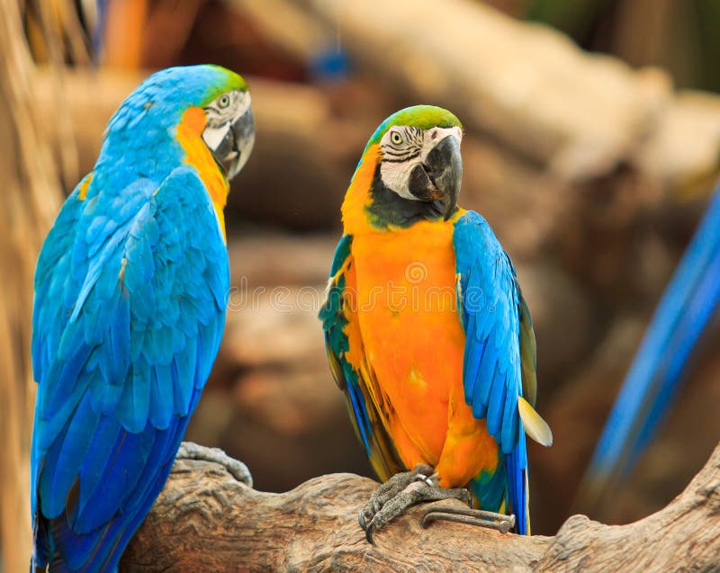 Papagaio da arara imagem de stock. Imagem de pena, floresta - 33381013