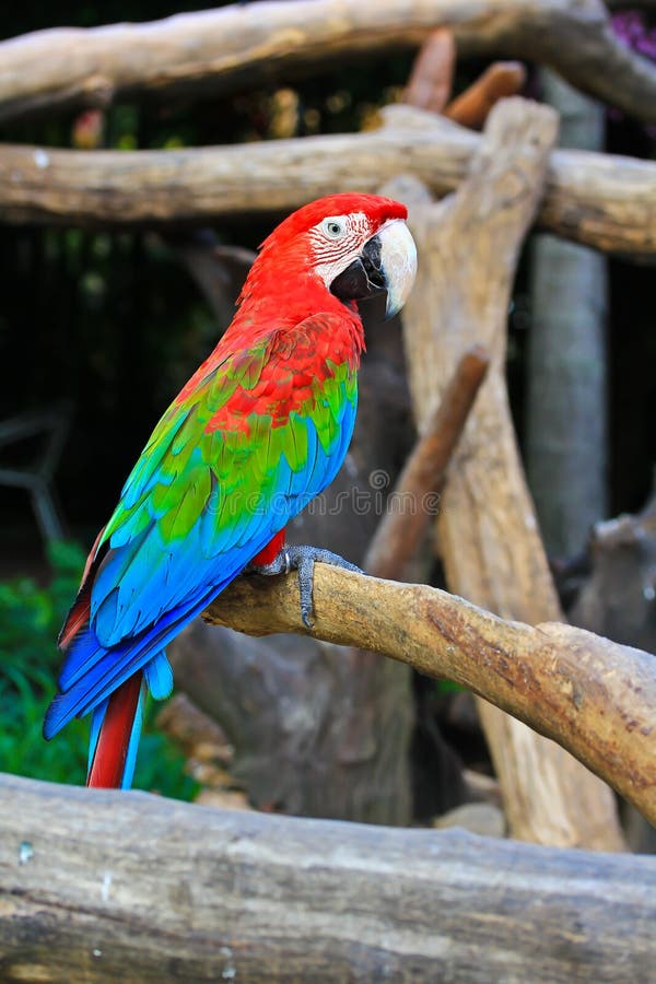 Papagaio da arara imagem de stock. Imagem de consideravelmente - 38872809