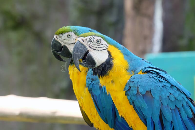 Papagaio da arara foto de stock. Imagem de vara, falar - 53327218