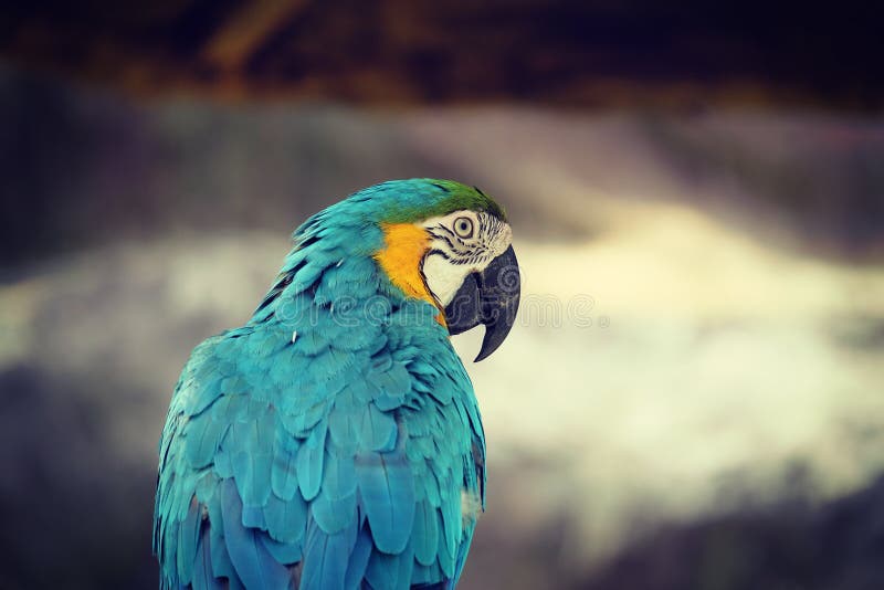 Papagaio da arara foto de stock. Imagem de papagaio, pena - 53327344