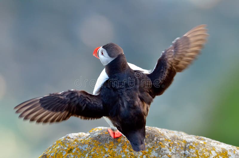 Comportamento De Acoplamento Do Papagaio-do-mar Atlântico, Bicos ...