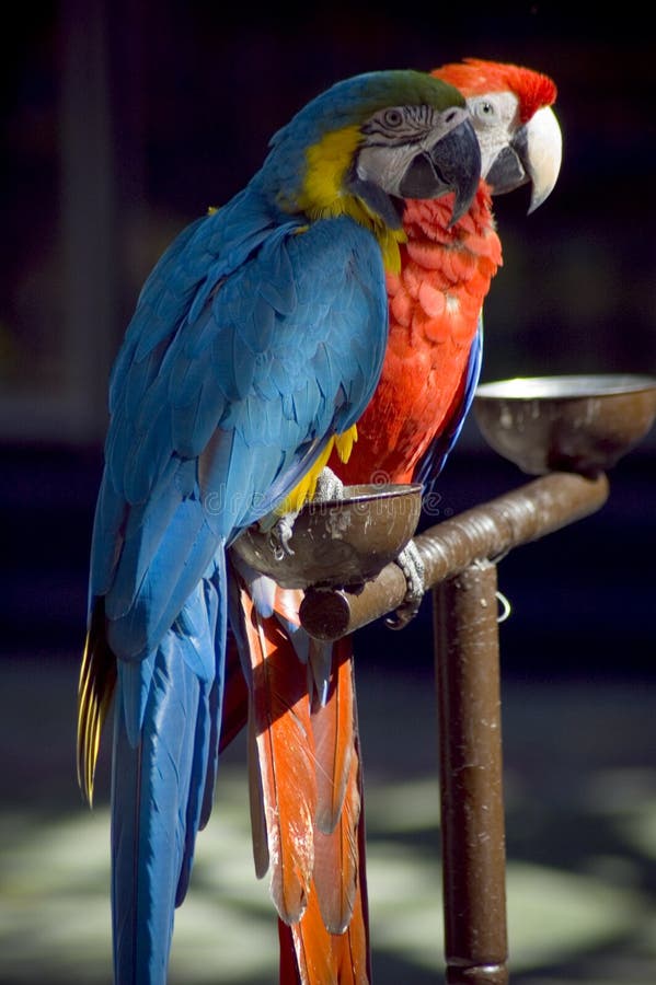 Papagaios imagem de stock. Imagem de papagaio, azul, vara - 1936045