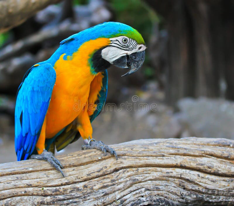 Papagaios da arara imagem de stock. Imagem de vermelho - 38327975