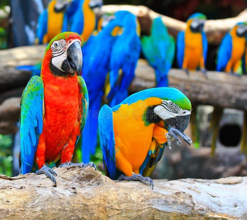 Papagaios da arara imagem de stock. Imagem de falar, ouro - 38875137