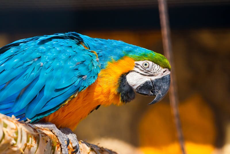 Papagei Auf Tropischem Strand Stockfoto - Bild von schönheit, exotisch ...