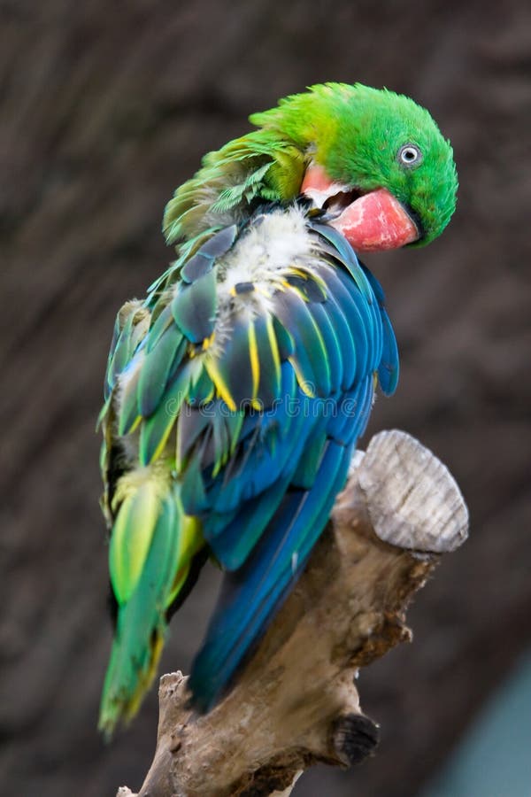 Papagei stockfoto. Bild von tier, papagei, leben, haustiere - 6214476
