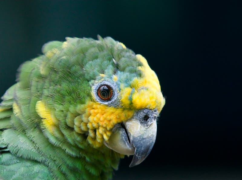 Papagei stockbild. Bild von papagei - 6214481