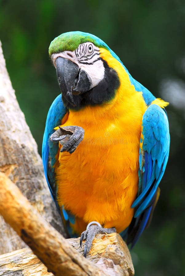 Papagei auf Stange stockfoto. Bild von grün, gesprächig - 3030310
