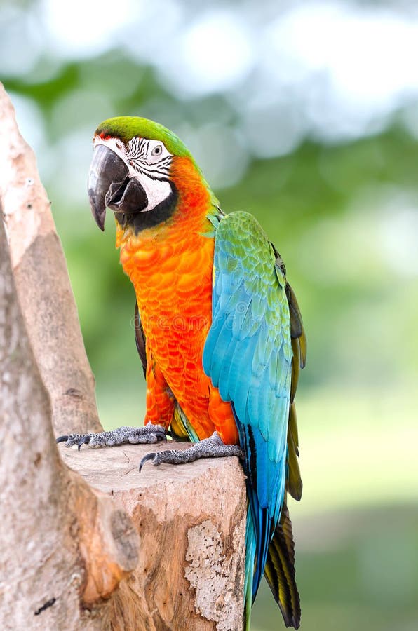 Papagei, Der Auf Dem Trockenen Baum Lokalisiert Steht Stock Abbildung ...