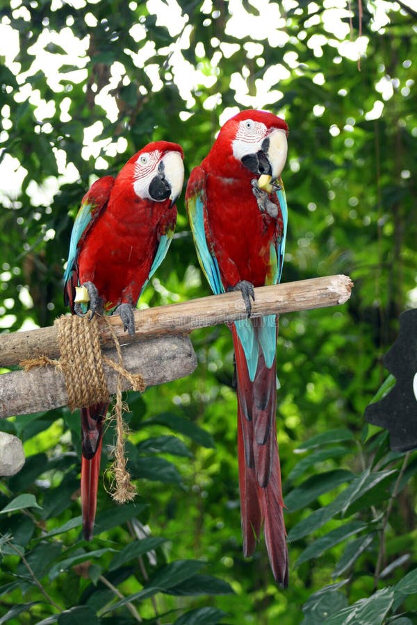 Papageien stockbild. Bild von vogel, asien, blau, schwarzes - 10891425