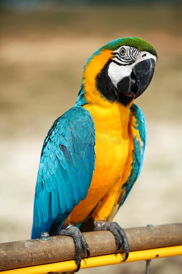 Papageien stockfoto. Bild von gelb, blau, vogel, nett - 109011730