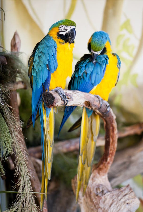 Papageien, Unglaubliche Farben Stockfoto - Bild von freiheit, selten ...