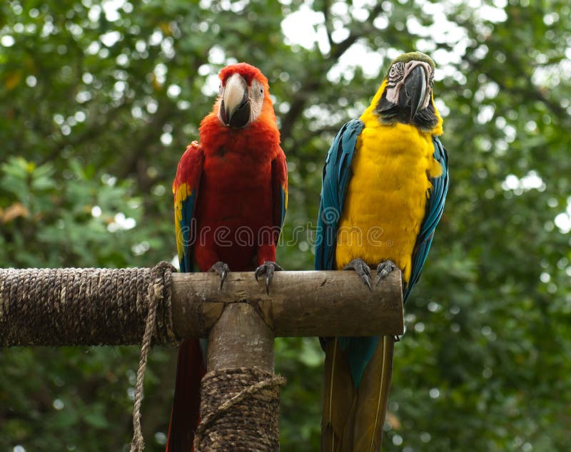 Zwei Papageien Auf Einem Baum Stockfoto - Bild von wald, tier: 27821964