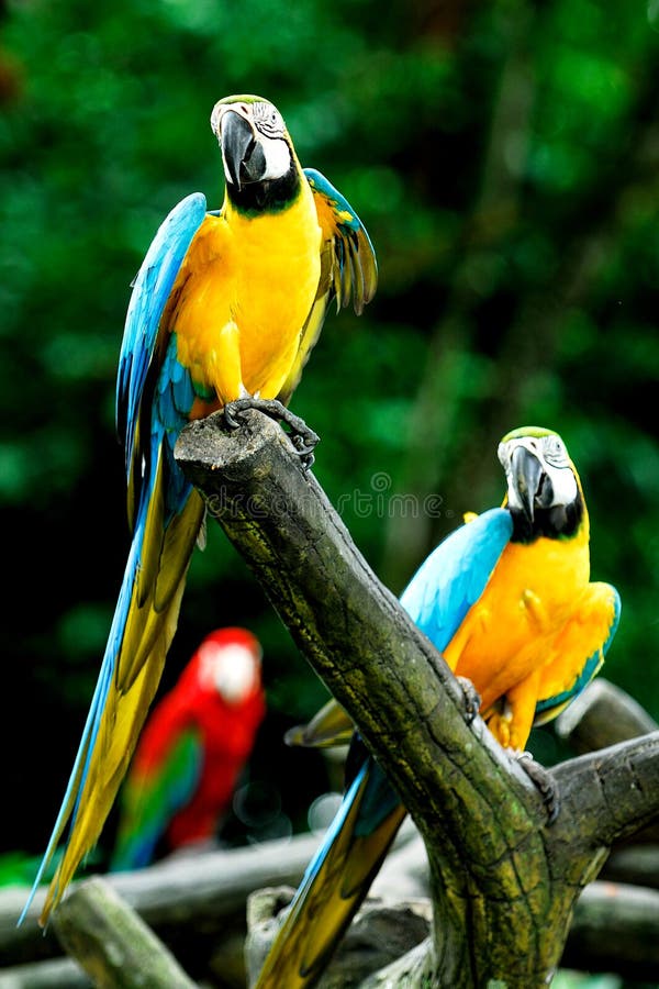 Zwei Papageien stockbild. Bild von amazonas, grippe, gegacker - 27901605