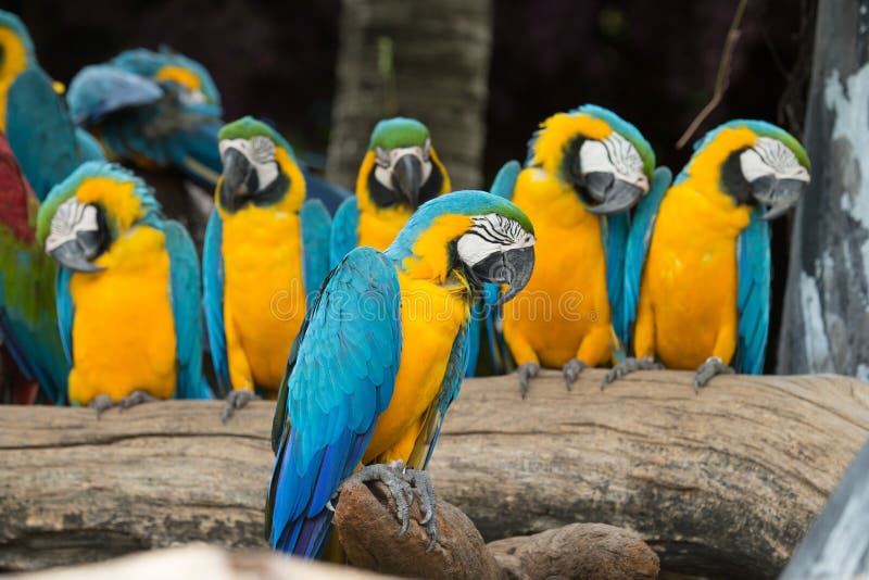 Papageien stockbild. Bild von papageien - 38385733