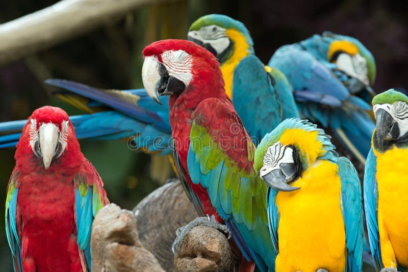 Papageien stockfoto. Bild von schönheit, birdwatching - 38047302