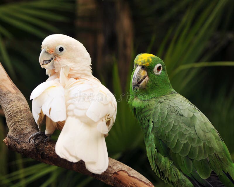 Bunte kleine Papageien stockfoto. Bild von bunt, flügel - 4171090
