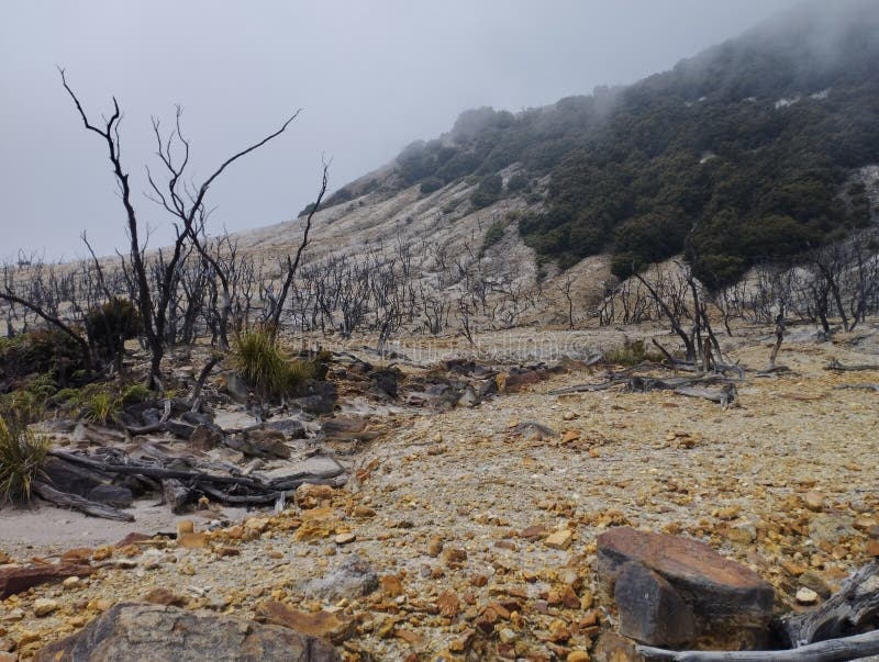 The papandayan mount stock photo. Image of tree, winter - 264934182 The papandayan mount stock photo. Image of tree, winter - 264934182