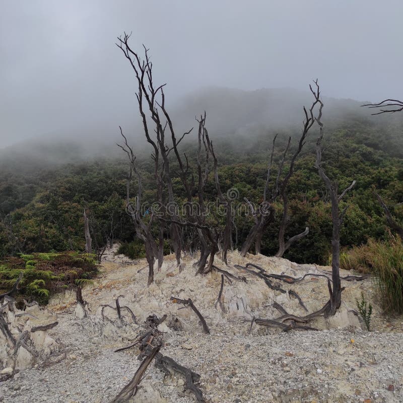 Papandayan mountain stock photo. Image of indonesian - 261806952 Papandayan mountain stock photo. Image of indonesian - 261806952
