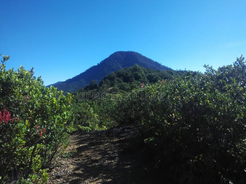 Papandayan Mountain West Java Stock Photo - Image of plant, mountain ...