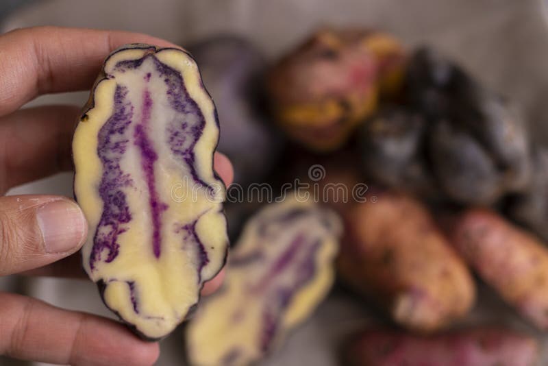 Papas Nativas Peruanas Cosechadas En Cusco Imagen de archivo - Imagen ...