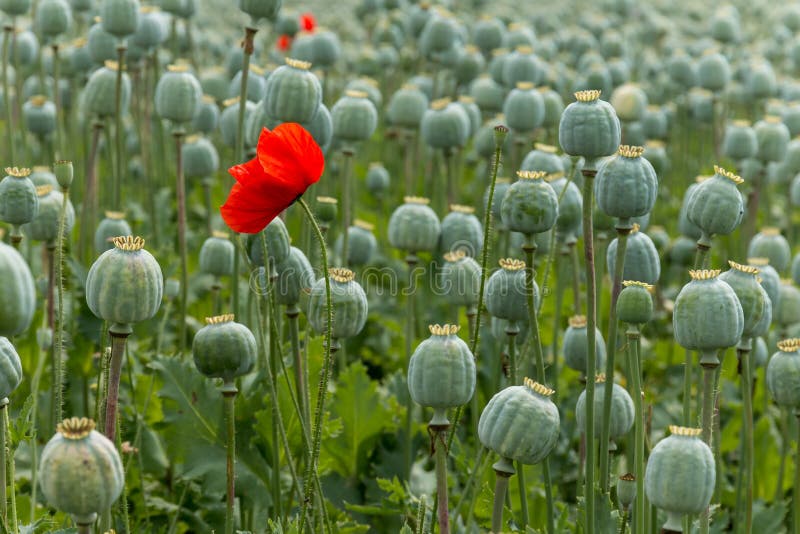 Papaver Field Single Poppy Flower Stock Photo - Image of nature, close ...