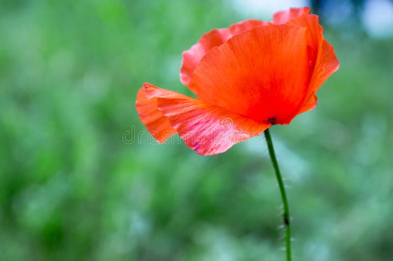 Papaver Rhoeas Meadow Flower in Bloom Stock Photo - Image of field ...